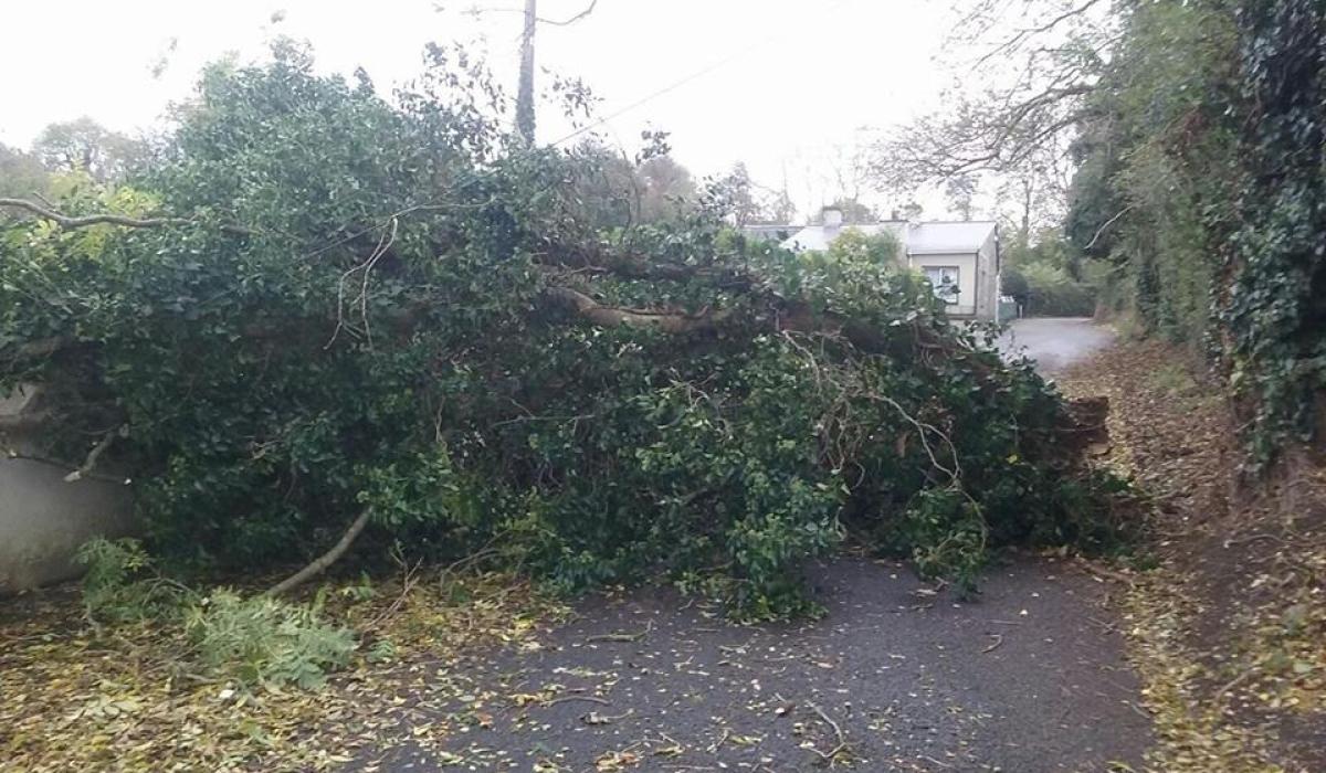 Updated list of fallen tree/power lines locations released in Offaly ...