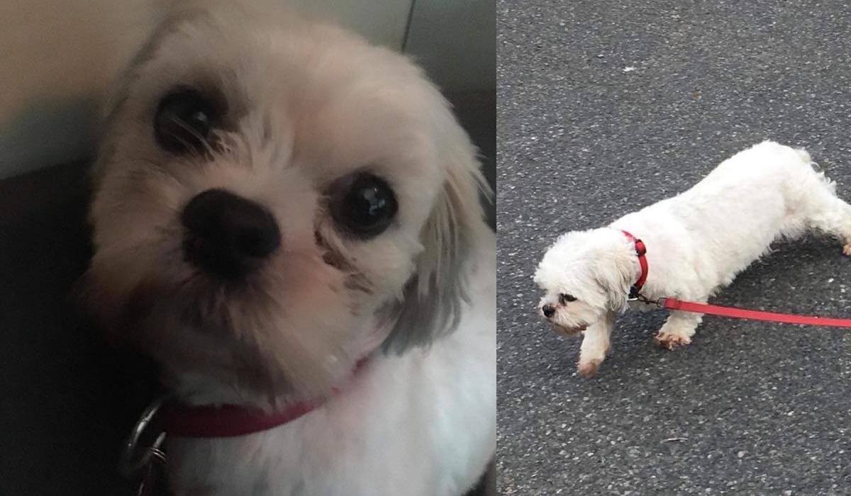 Concerned pet owner issues appeal to help find 'shy, nervous' dog ...