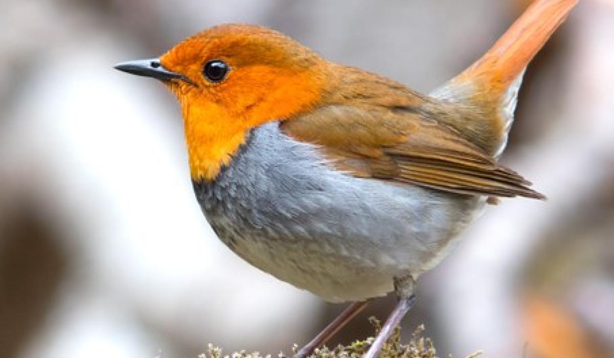 BirdWatch Ireland calls for public participation in critical bird ...