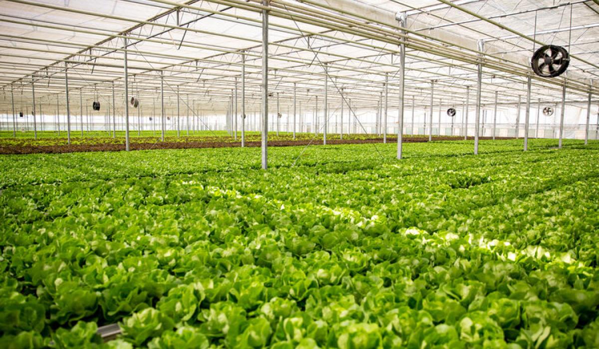 Plans unveiled for huge greenhouse development in Offaly for 'next ...