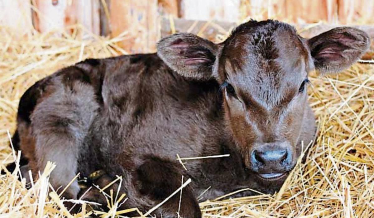 Offaly School raffling calf in aid of Hooves 4 Hospice - Offaly Live