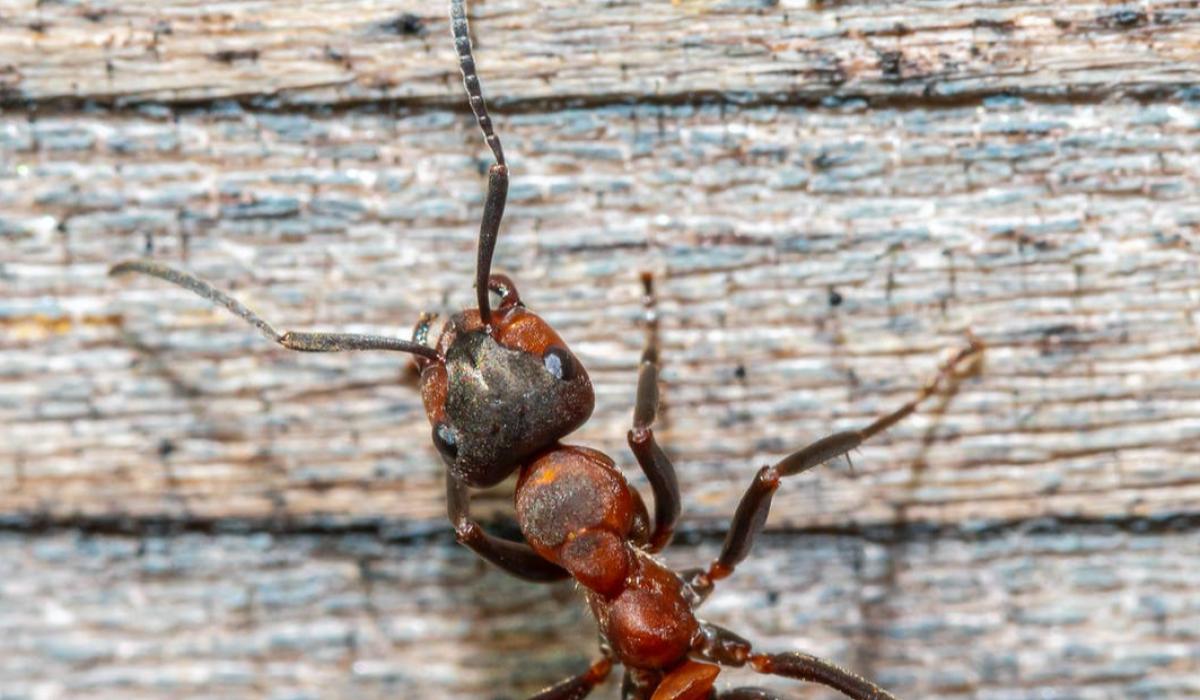 The resilience of ants and what they can teach us - Offaly Live