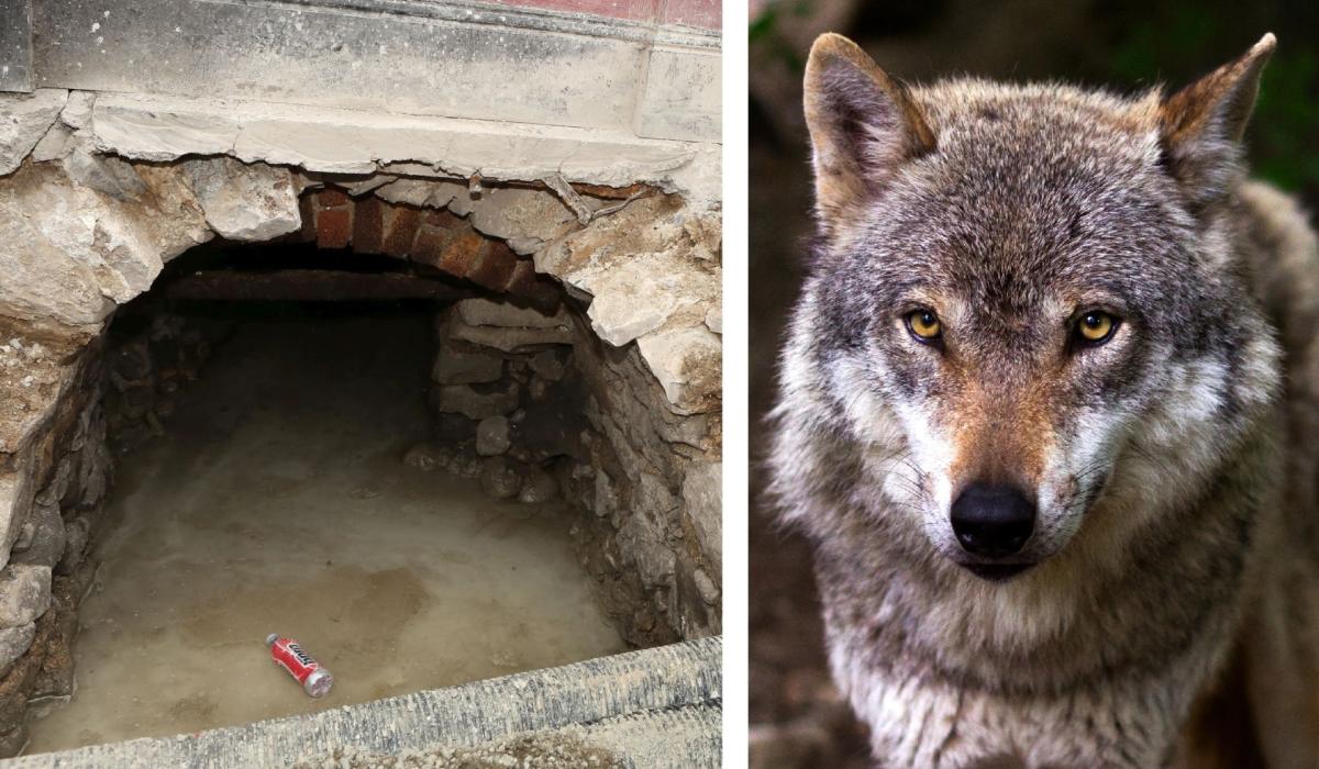 Roadworks on Offaly border uncovers tunnel built to keep wolves at bay ...