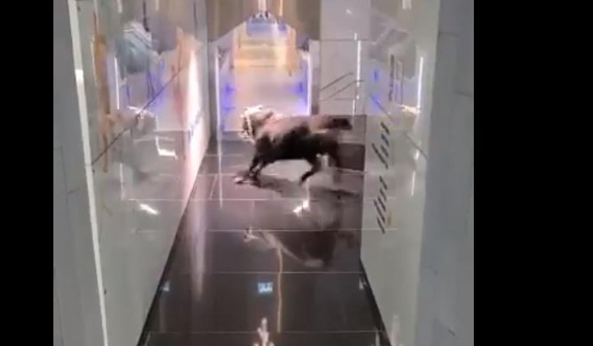 WATCH: Terrifying moment as escaped bull races through streets and into ...