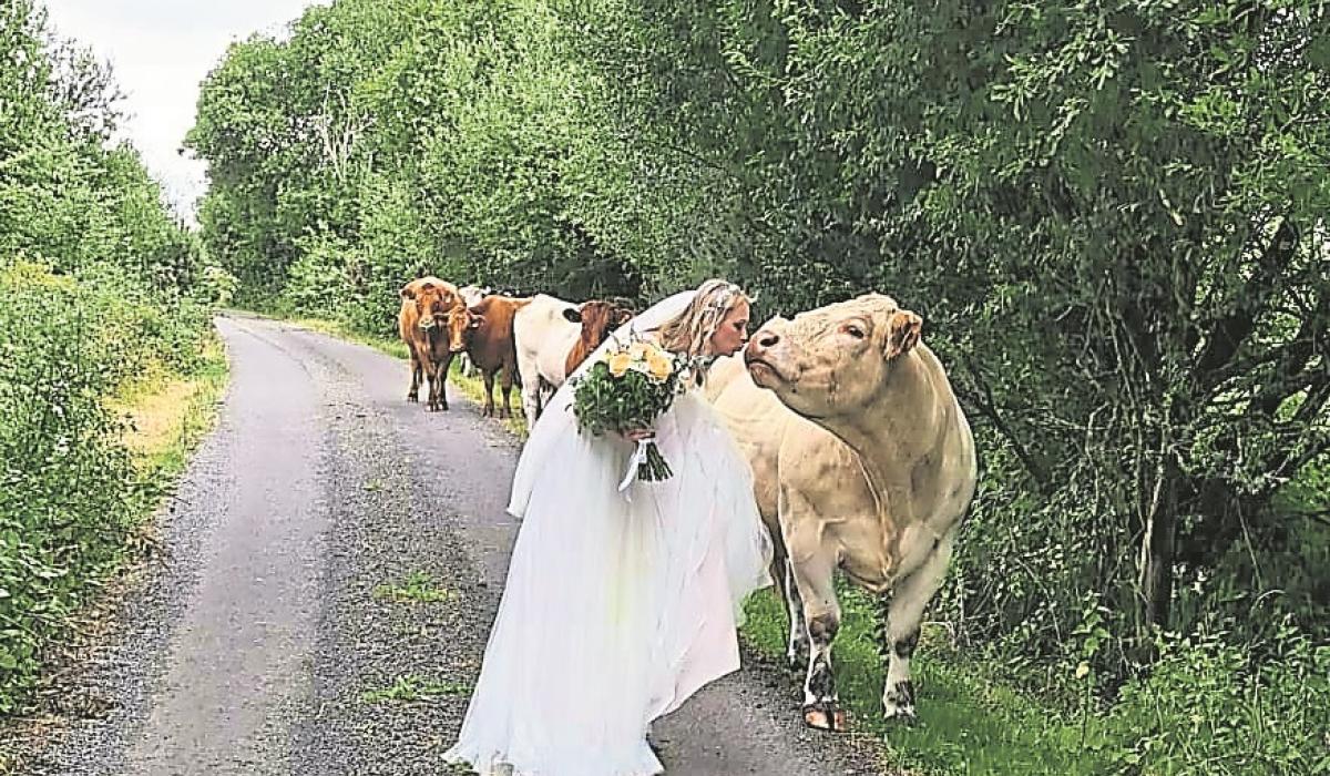 Beautiful bride meets kissing cow on wedding day in the Midlands ...