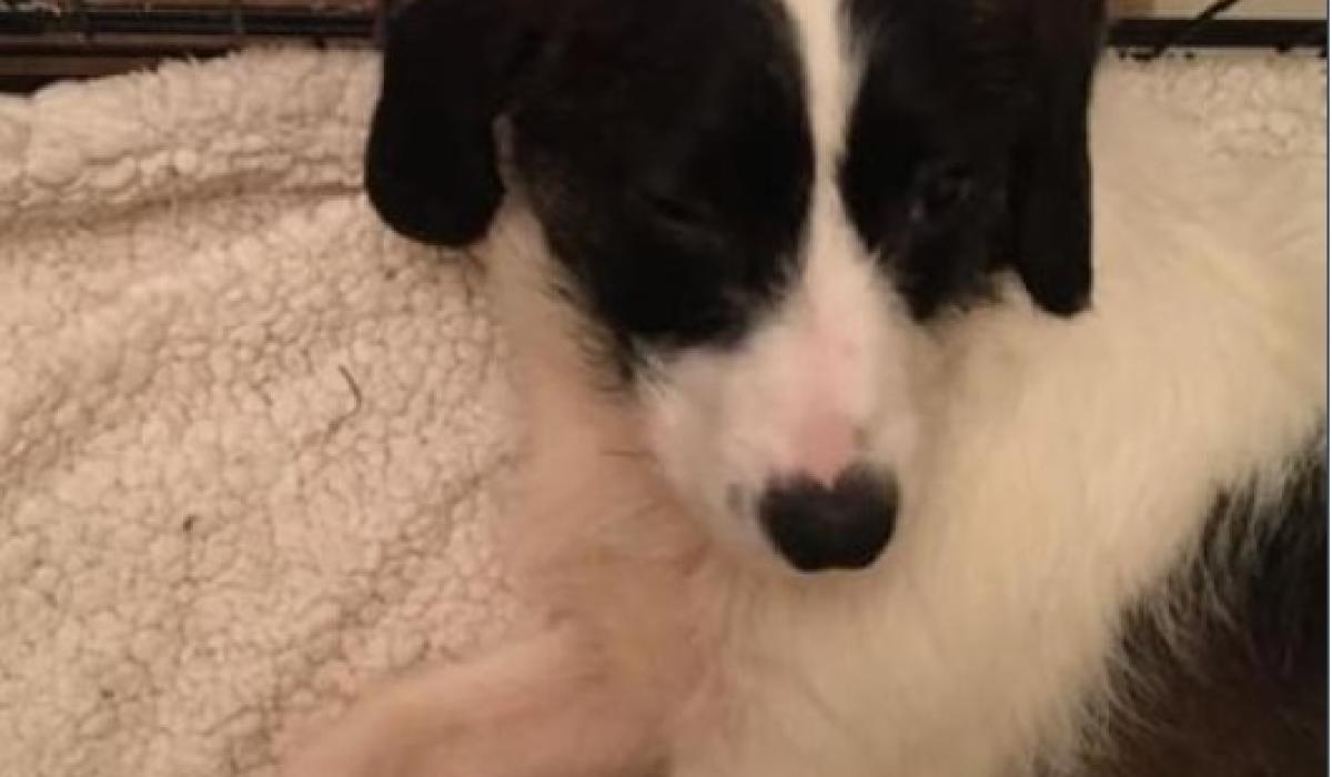 Charity in the Midlands rescues mutilated dog with bone exposed ...