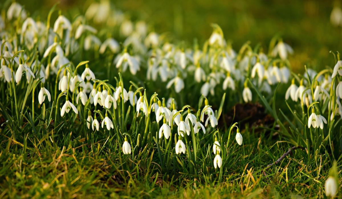 Snowdrop Open Days at RHSI Bellefield in Offaly - Offaly Live