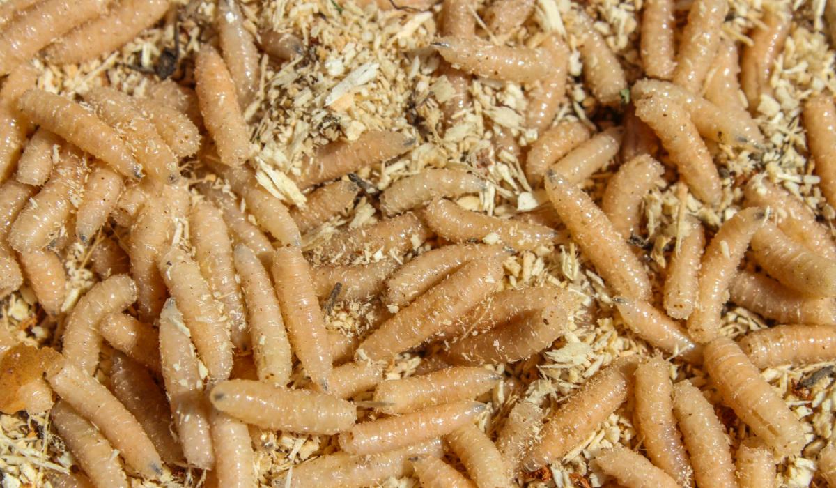 Live maggots and a bloody plaster in a curry - the food safety ...