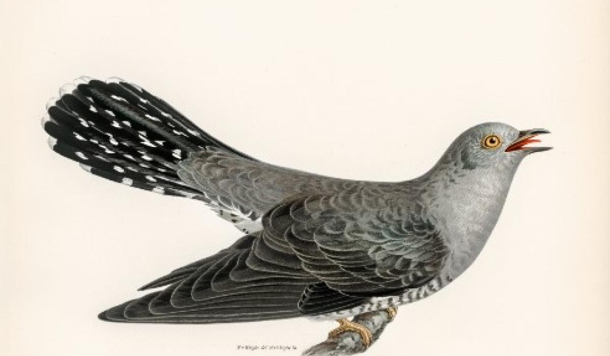 OPINION (AN COLÚN): Hearing the first cuckoo on beautiful Ferbane bog ...