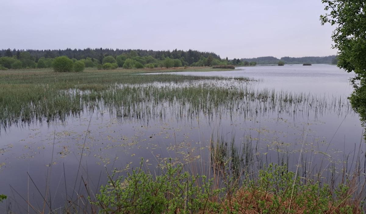 OPINION (AN COLÚN): Offaly's beauty and the magic of the dawn chorus ...