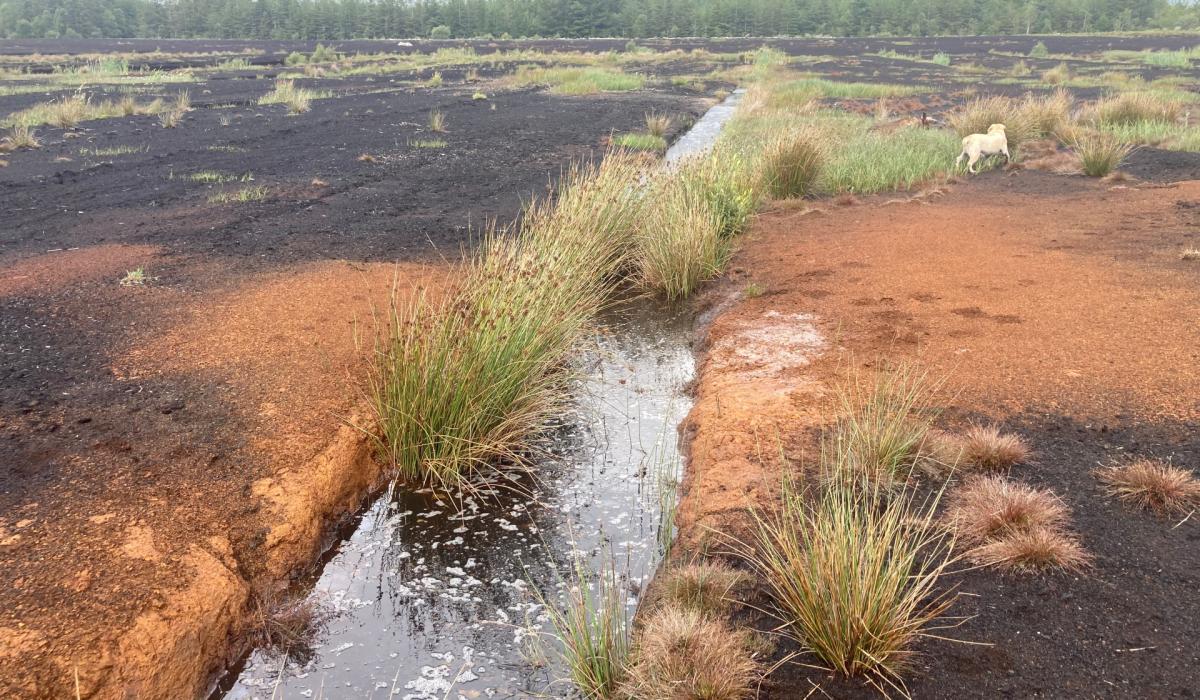 Deposits of bog iron ore discovered on Offaly bog - Offaly Live