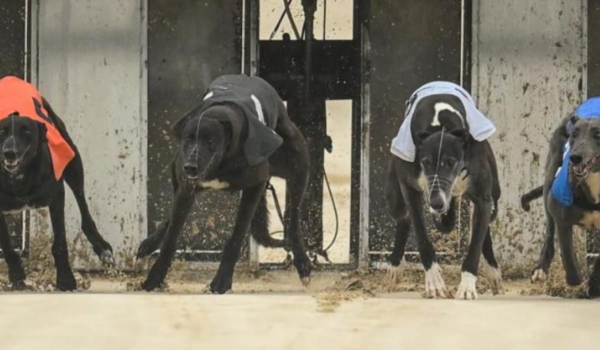 Quality Offaly winners feature in a great week of greyhound racing ...