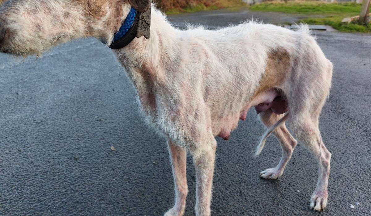 Husband and wife in the Midlands disqualified from owning dogs - Offaly ...