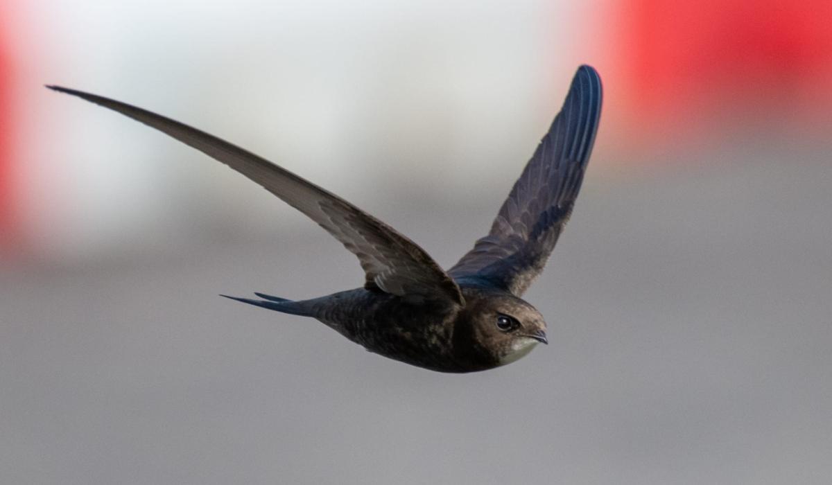 Offaly bucking the trend with population of rare bird species - Offaly Live