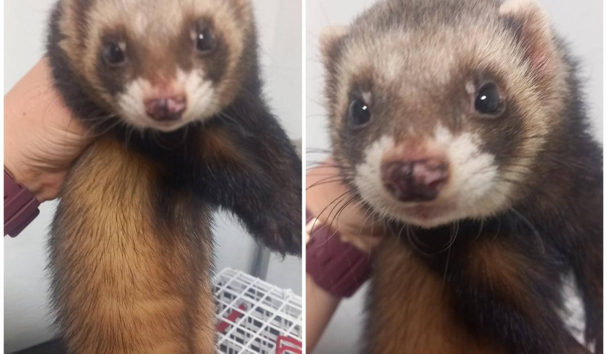 Bizarre incident as Offaly locals save ferret from crow attack on main street - Offaly Live