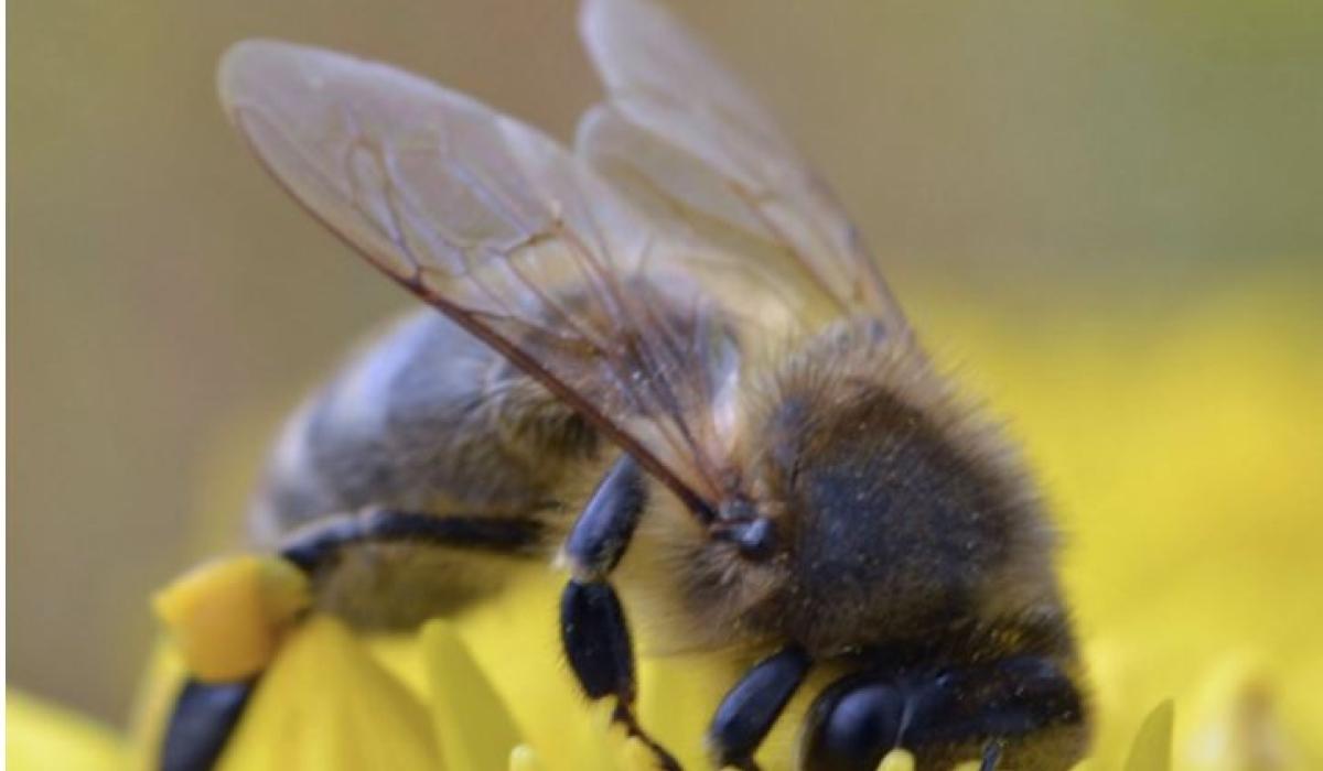 Workshop to be held by Offaly beekeeper on rearing the native Irish ...