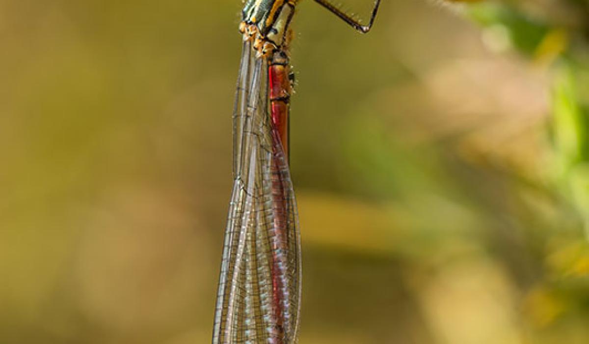 Exotic Local exhibition opens in Damer House Gallery, Roscrea - Offaly Live