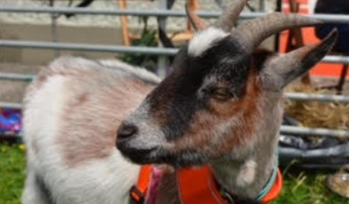 Sociable, fun-filled Summer Fête to take place in Birr Rugby Club ...