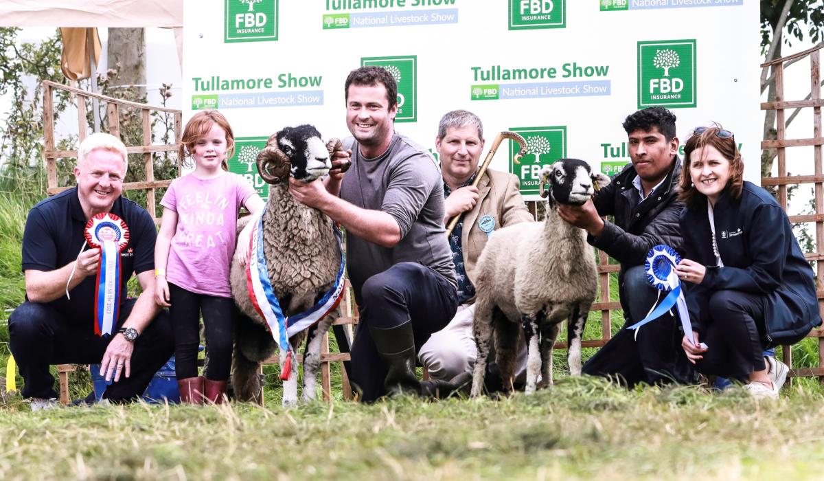Tullamore Show's Sheep Section is bigger and better than ever - Offaly Live