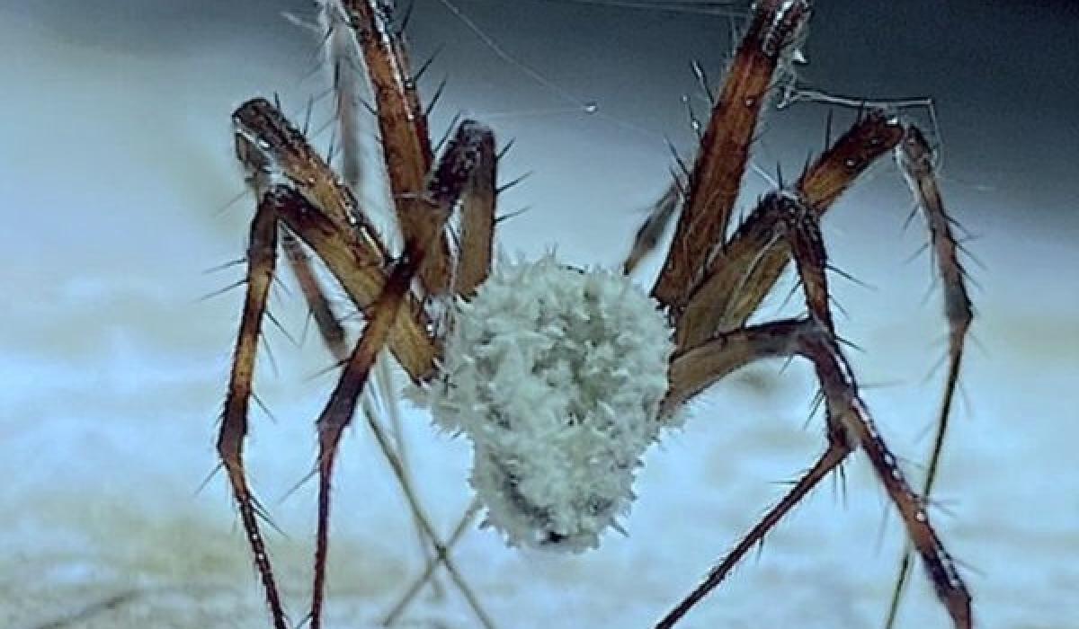 ALERT: Terrifying 'zombie' spiders infected with deadly fungus found in ...