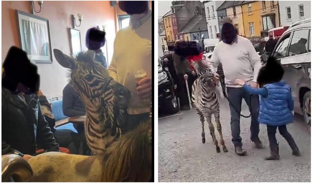 'Enough is enough' Outrage over zebra pictured inside Irish pub at horse fair - Offaly Live