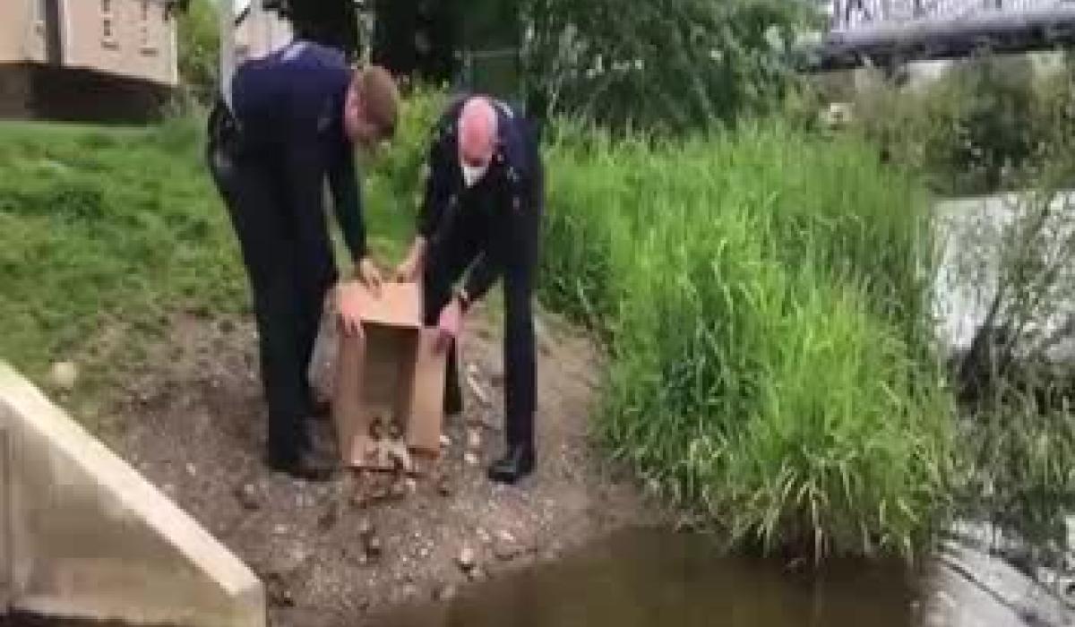 WATCH: This video of gardai rescuing a duck and 13 adorable ducklings ...