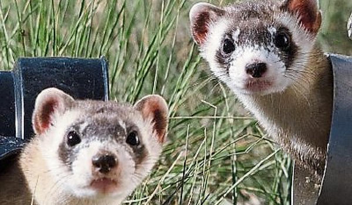 Long standing grudge over two blind ferrets led to assault in Tipperary ...