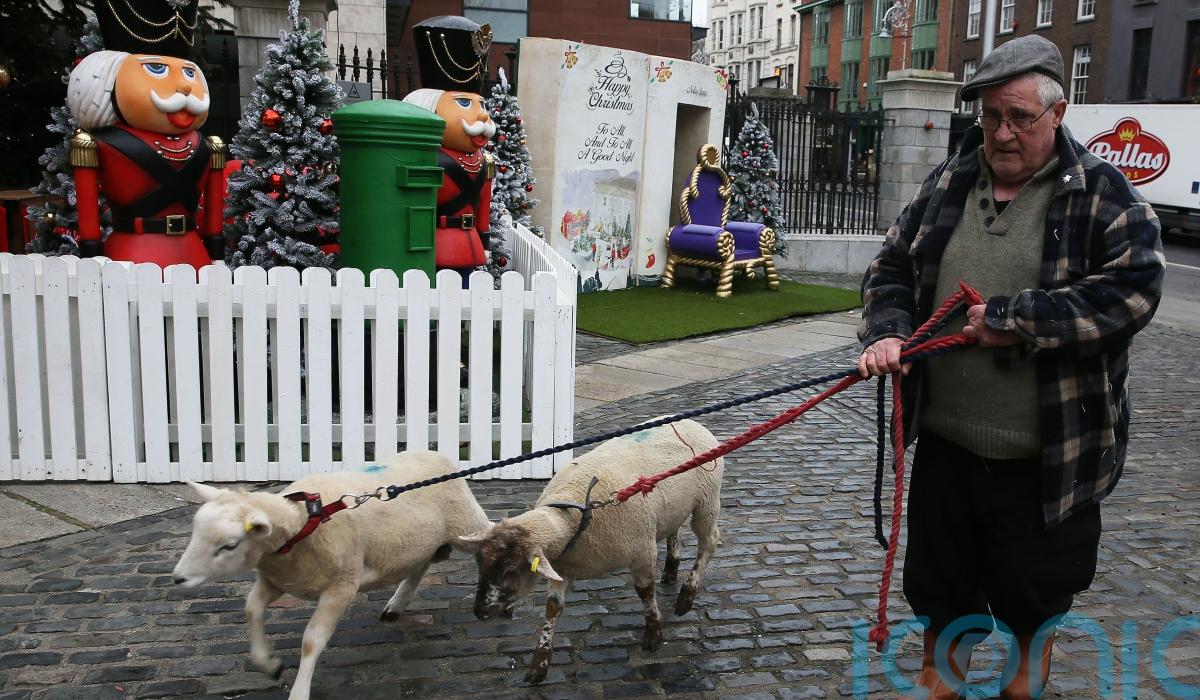 Live animal crib makes return at new location in Dublin - Offaly Live