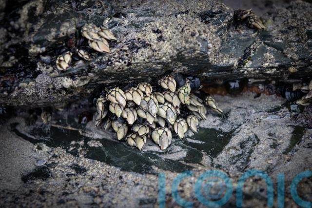 David Beckham tucks into alien-looking percebes in Spain – what are ...