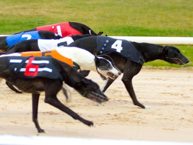 Offaly-trained greyhound finishes third in English Derby - Offaly Express