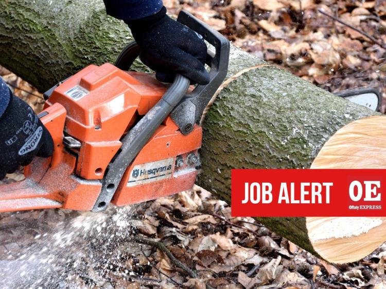 JOBS Experienced Timber Cutter Required In The Laois Offaly Area Offaly Express jobs-experienced-timber-cutter-required-in-the-laois-offaly-area-offaly-express