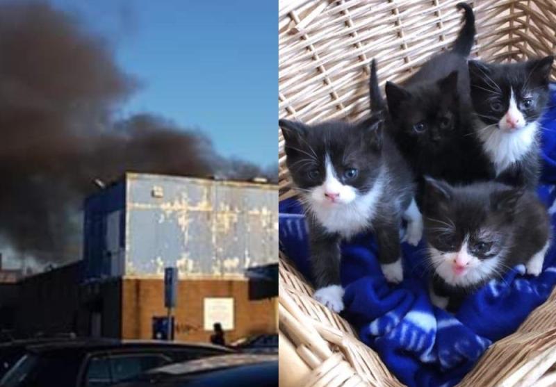 Firefighters rescue kittens from burning derelict supermarket in ...