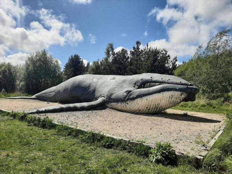 Whale of time in Offaly but Vikings star is on the move - Offaly Live