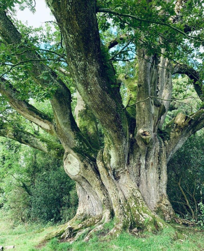 OPINION (AN COLÚN): Native Americans to lend expertise to Aughty Forest ...