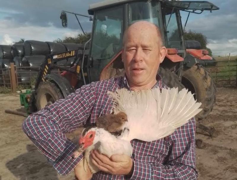 Banagher duck hatches 12 hen chicks - Offaly Live