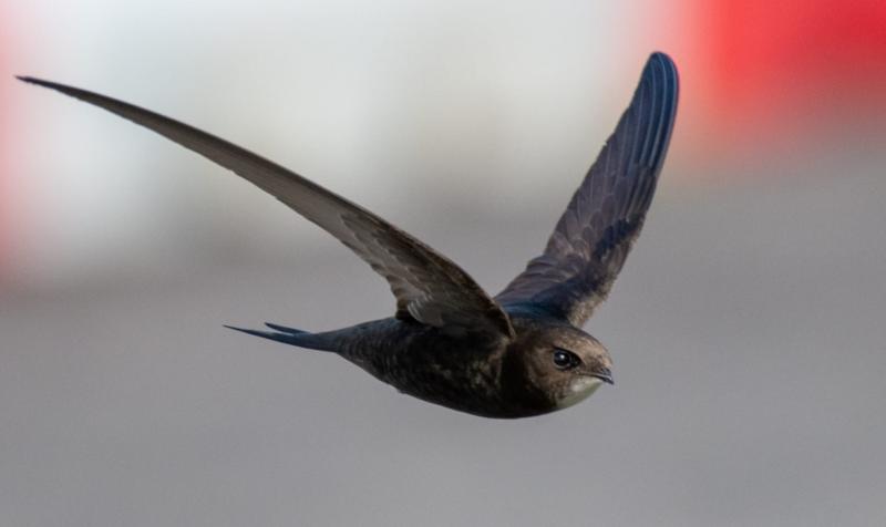 Rare nesting Swift numbers holding firm in Offaly - Offaly Live