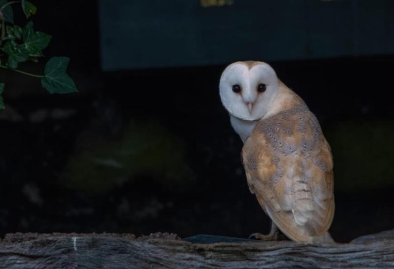 Offaly Co Co to launch ambitious, first Biodiversity Plan - Offaly Live