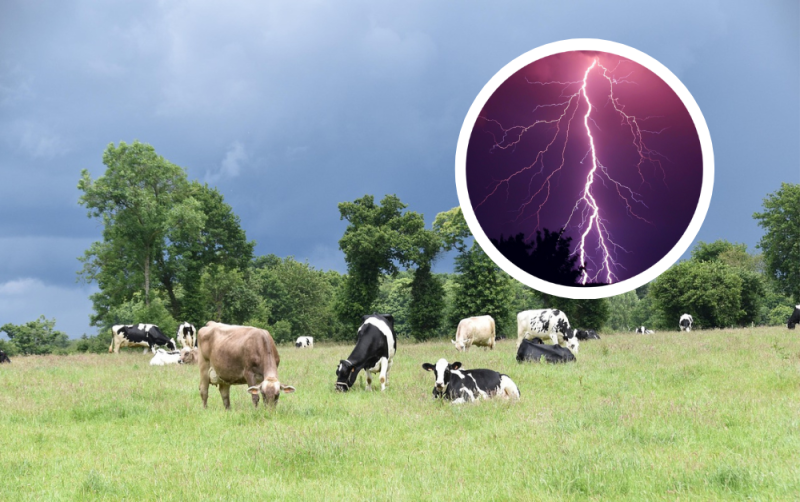 'A huge shock' - Ten cows killed by freak lightning strike on farm in ...