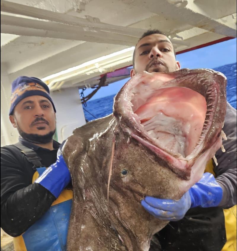 PICTURES: 'Monster Monkfish' caught off West Coast comes to a local ...
