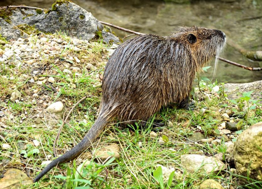 Warning issued as metre-long super rat spotted in Irish canal - Offaly ...