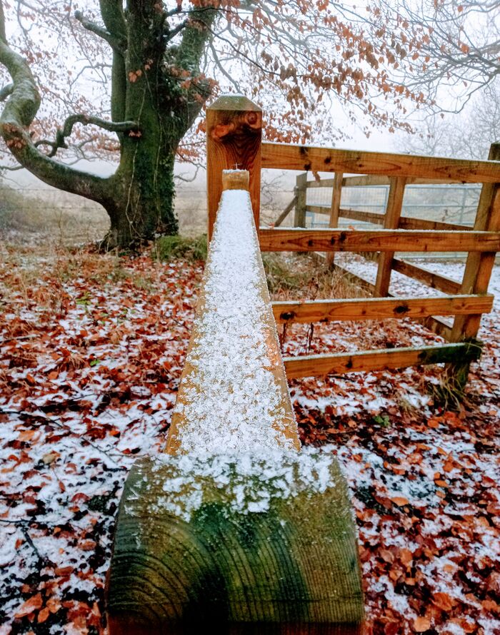 IN PICTURES: Stunning photos capture amazing Offaly winter wonderland ...