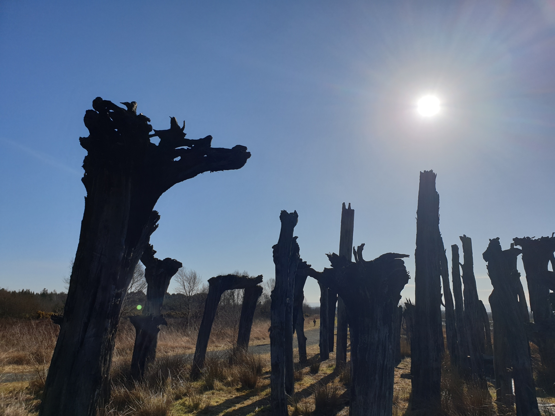 Pedal-powered rail cars planned for Offaly bog - Ireland Live