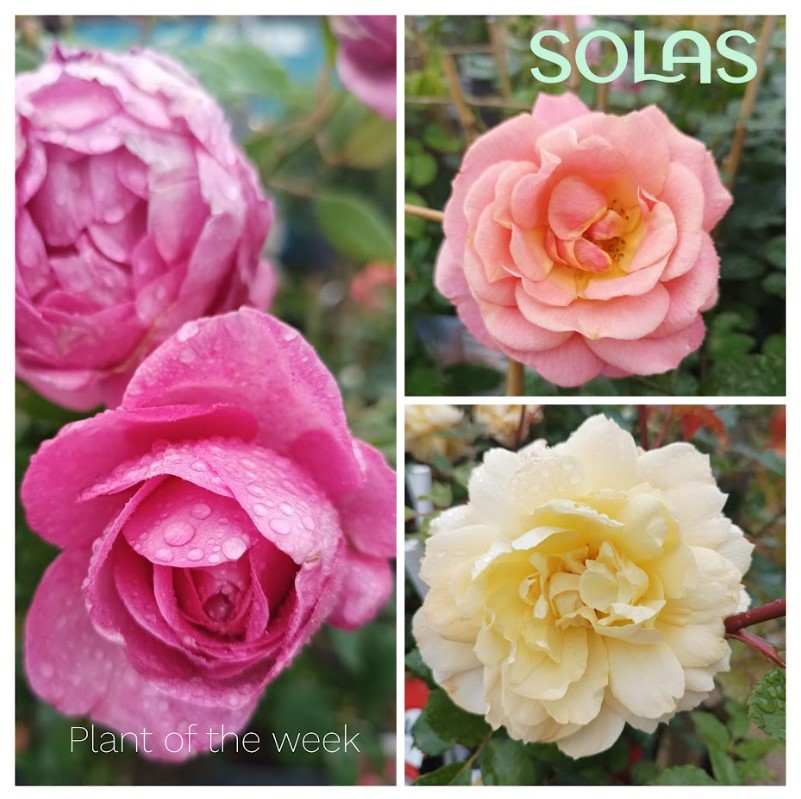 SOLAS: Free Plant and Seed Swap Event & Prosecco Day - Kildare Now