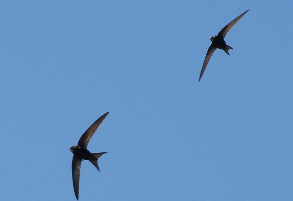 Offaly bucking the trend with population of rare bird species - Offaly Live