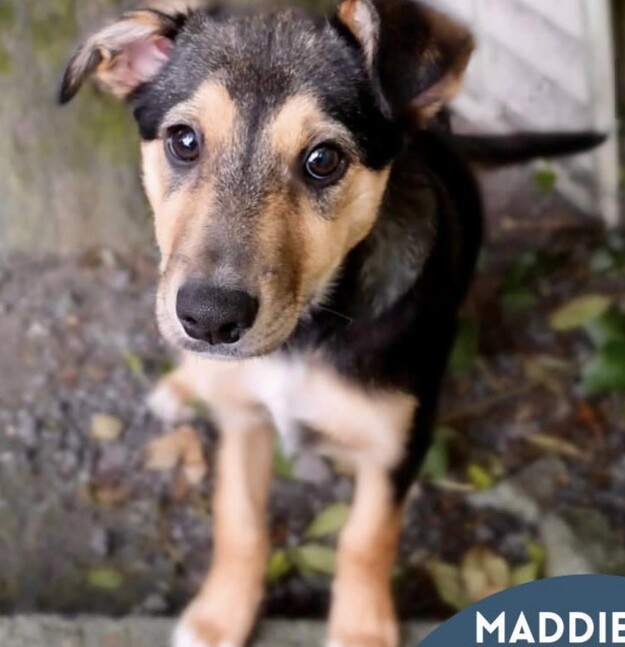 PICTURES: Meet these six adorable dogs at Mayo SPCA looking for forever ...