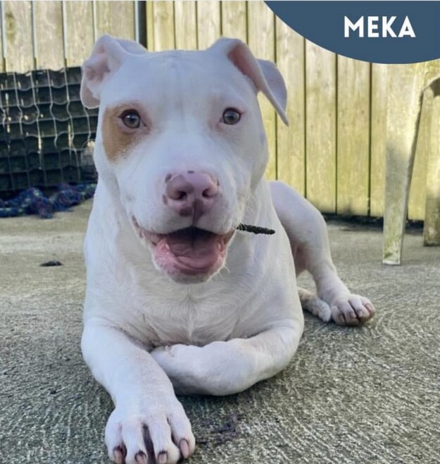 PICTURES: Meet these six adorable dogs at Mayo SPCA looking for forever ...