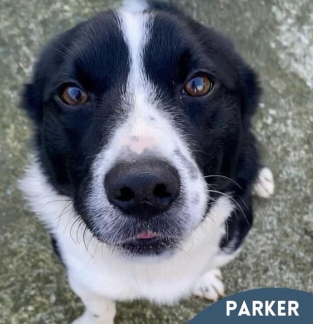 PICTURES: Meet these six adorable dogs at Mayo SPCA looking for forever ...