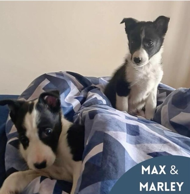 PICTURES: Meet these six adorable dogs at Mayo SPCA looking for forever ...